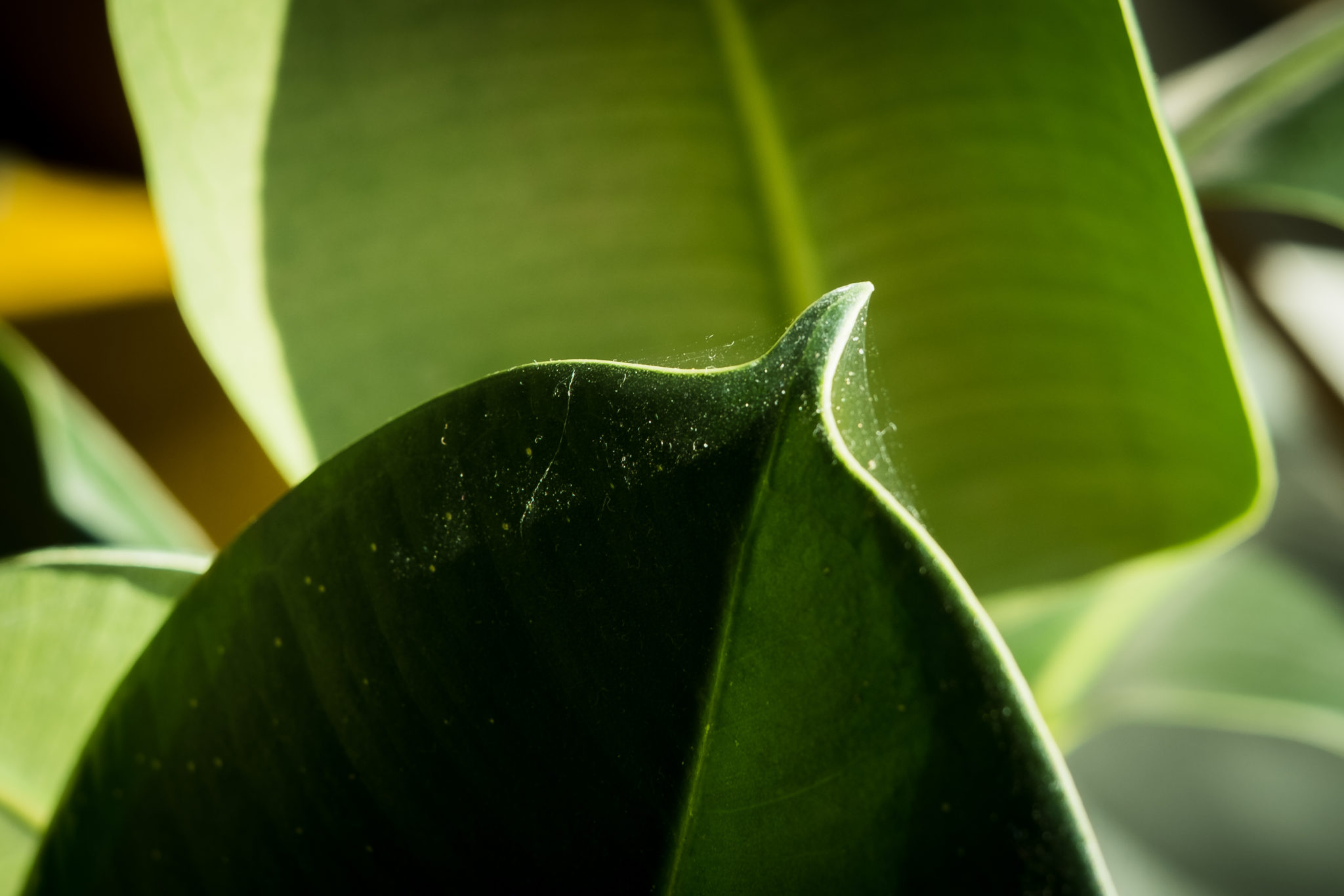 Grow-How® Tip: Why Is My Plant Dropping Leaves? - Bloomscape