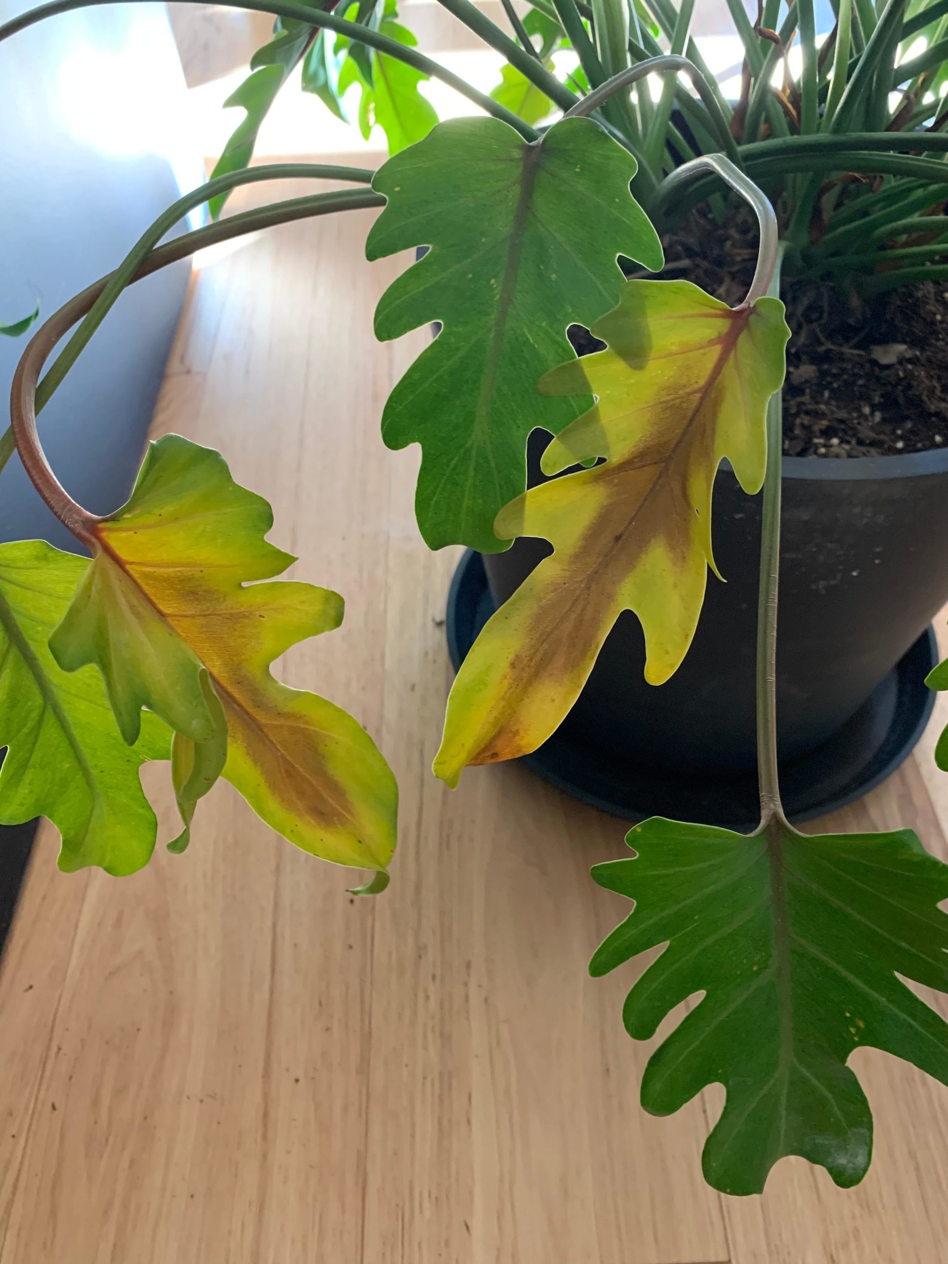 Why Does My Plant Have Yellow Leaves