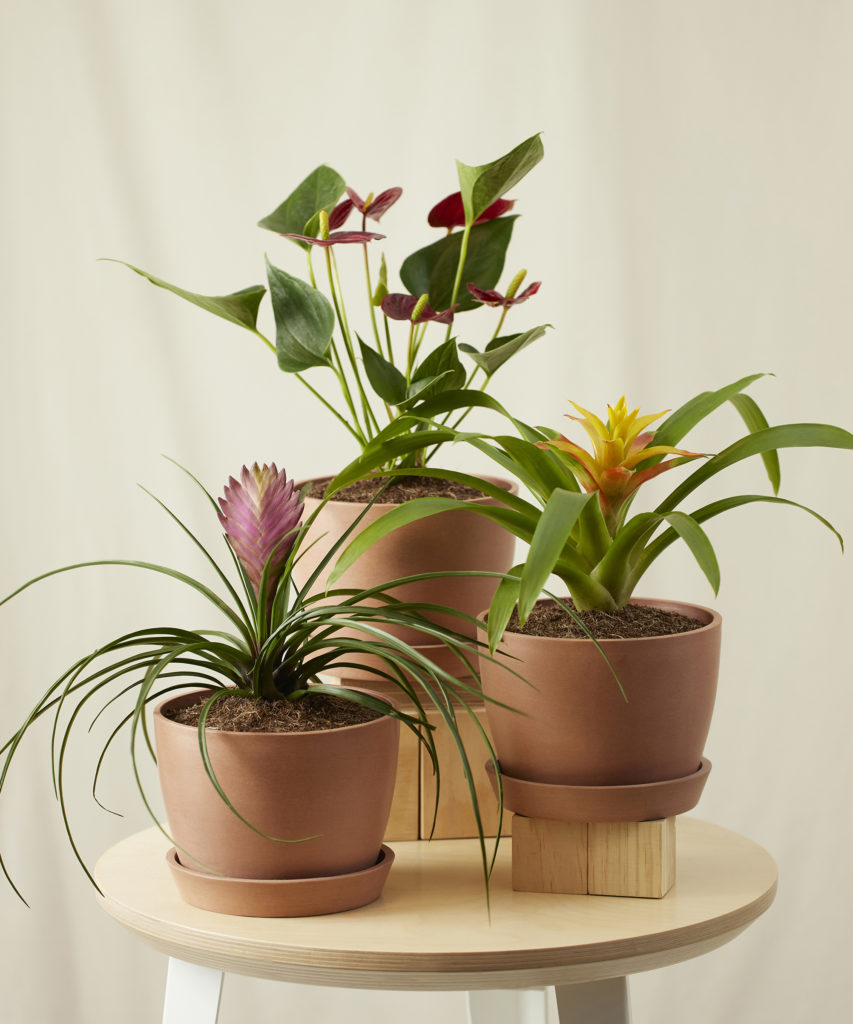 Cast Iron Plant - Bloomscape
