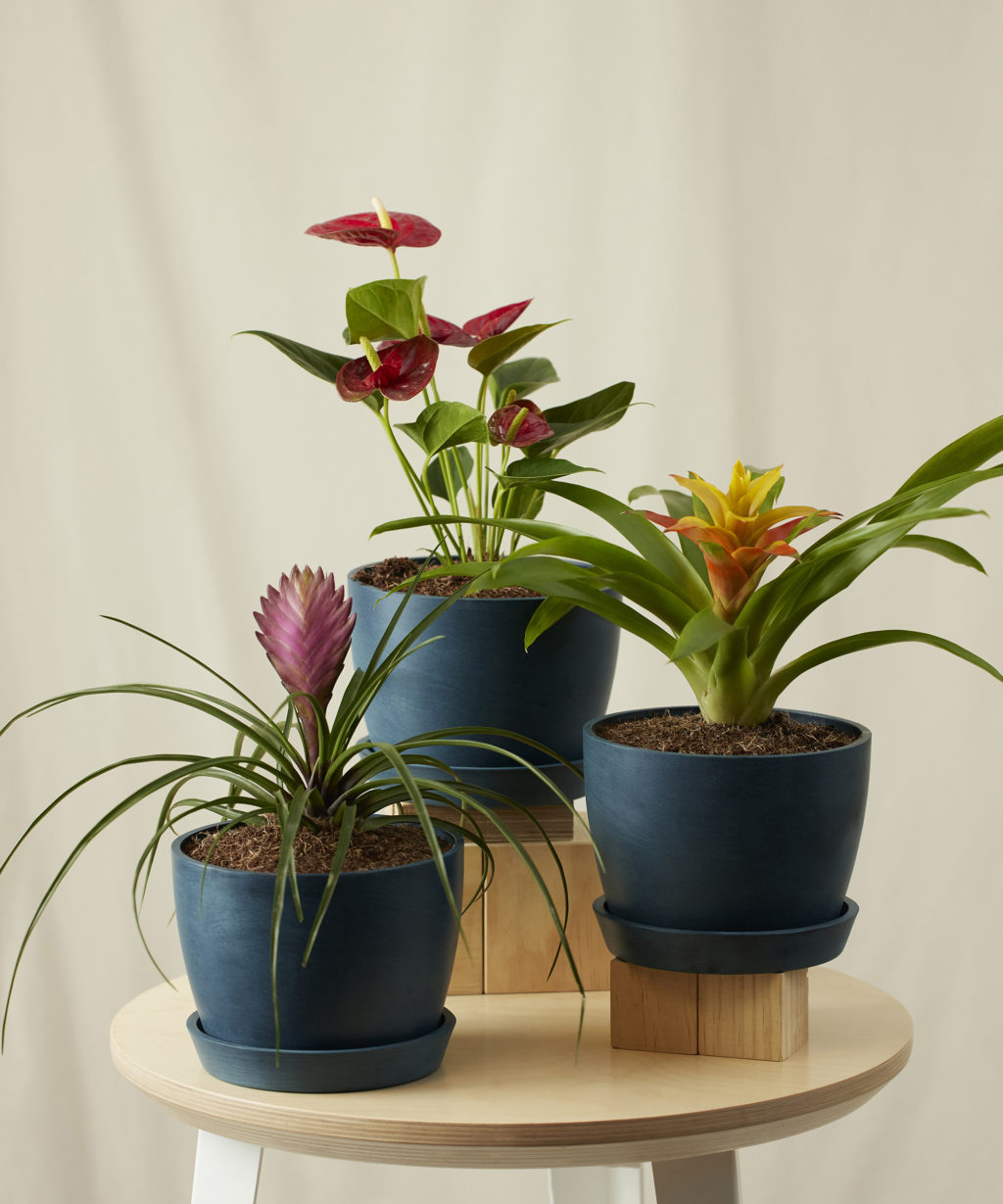 Indoor Plant Collections and bundles | Bloomscape