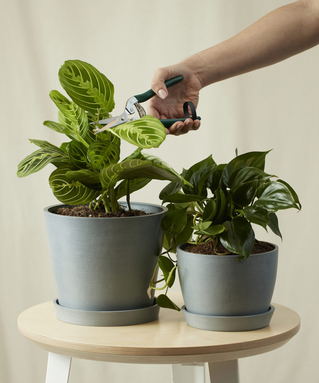 Buy Fast Growing Duo of 2 Indoor Potted Plants | Bloomscape