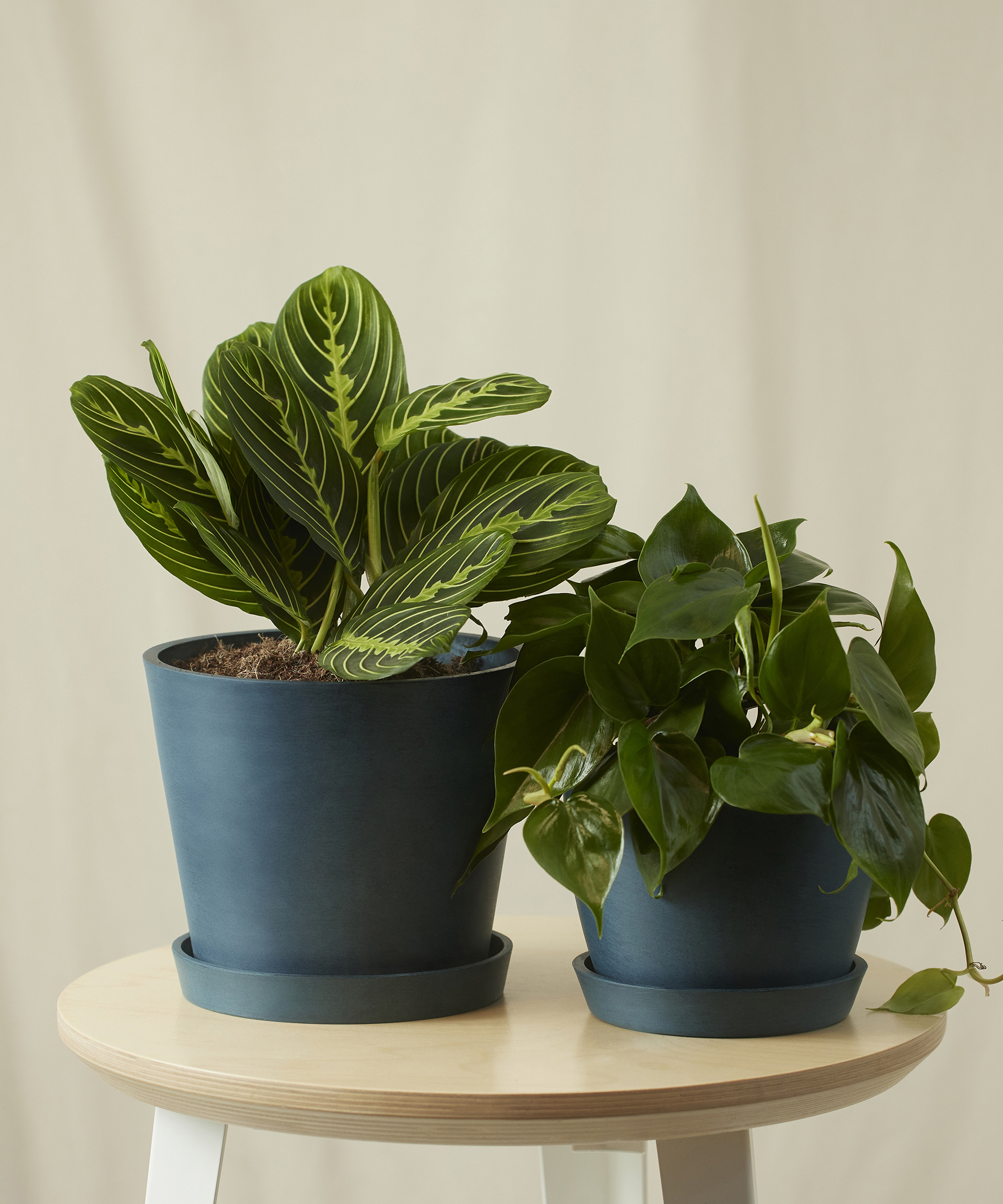 Buy Fast Growing Duo of 2 Indoor Potted Plants | Bloomscape