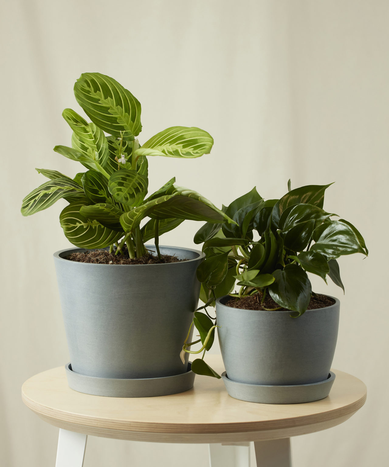 Plants Shipped to You | Bloomscape