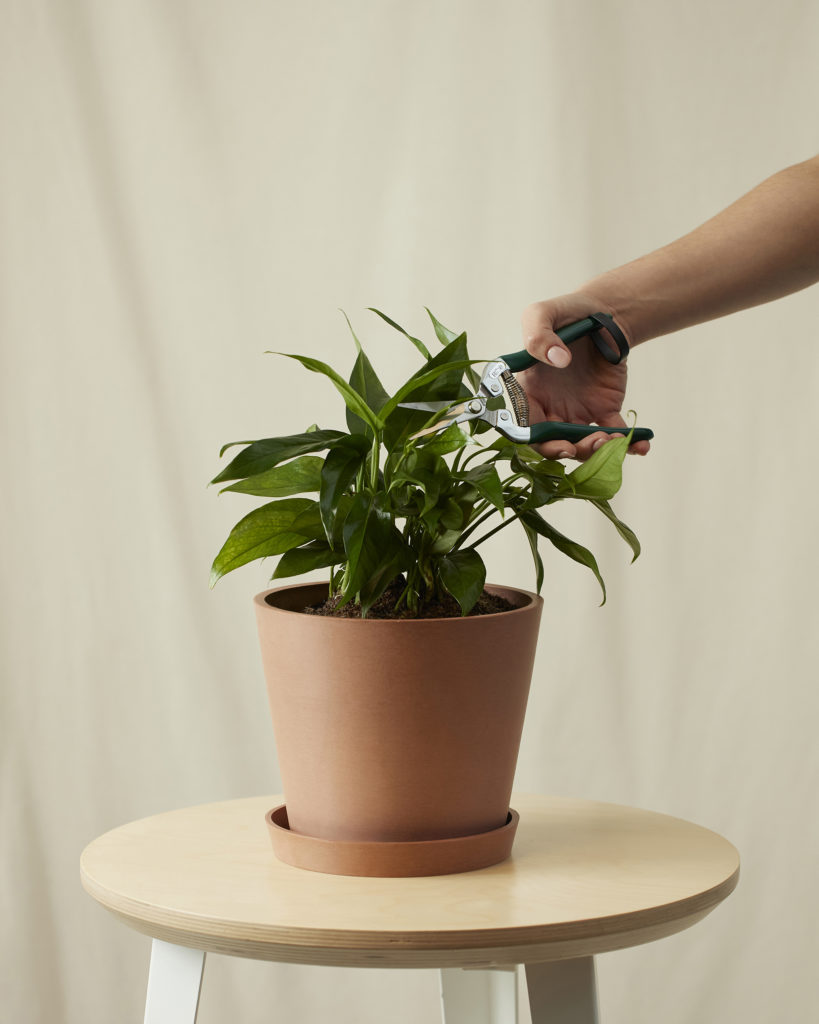 Buy Potted Baltic Blue Pothos Indoor Plant | Bloomscape