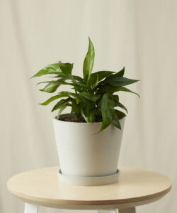 Buy Potted Baltic Blue Pothos Indoor Plant | Bloomscape