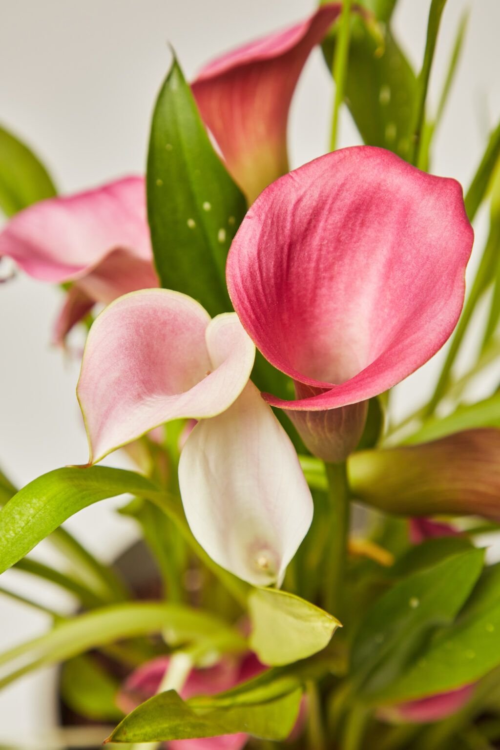 Buy Potted Purple Calla Lily Indoor Plant | Bloomscape