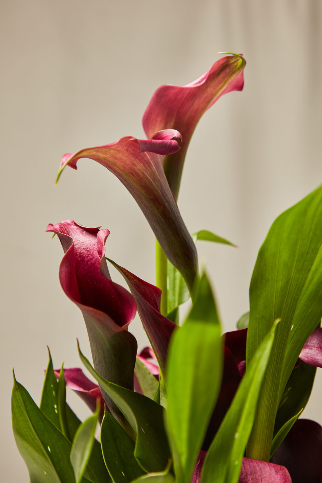 Buy Potted Purple Calla Lily Indoor Plant | Bloomscape