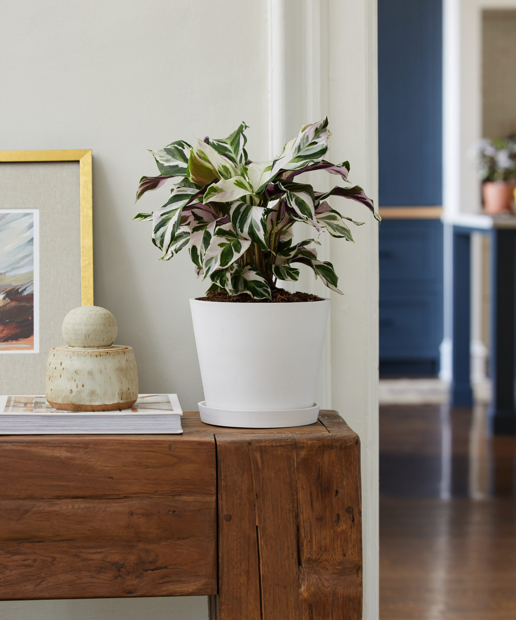 Find Your Zodiac Plant: The Perfect Indoor Plant for Your Sign - Bloomscape