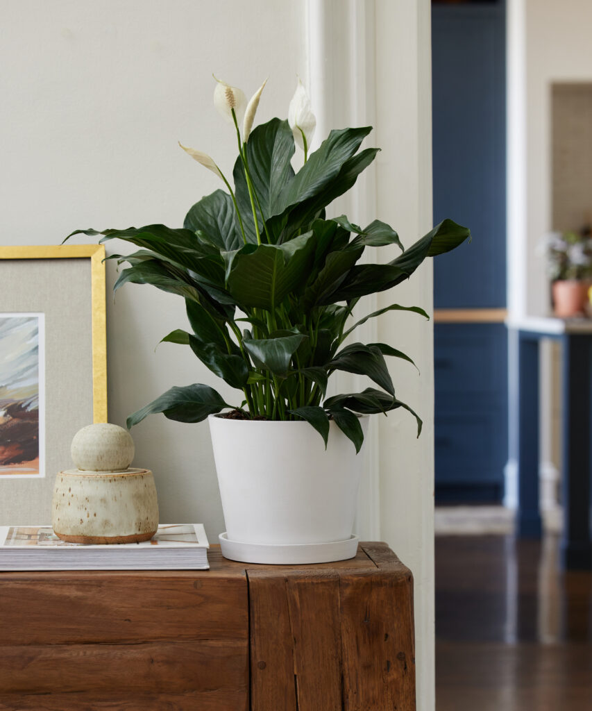 Buy Potted Peace Lily Indoor Plant | Bloomscape