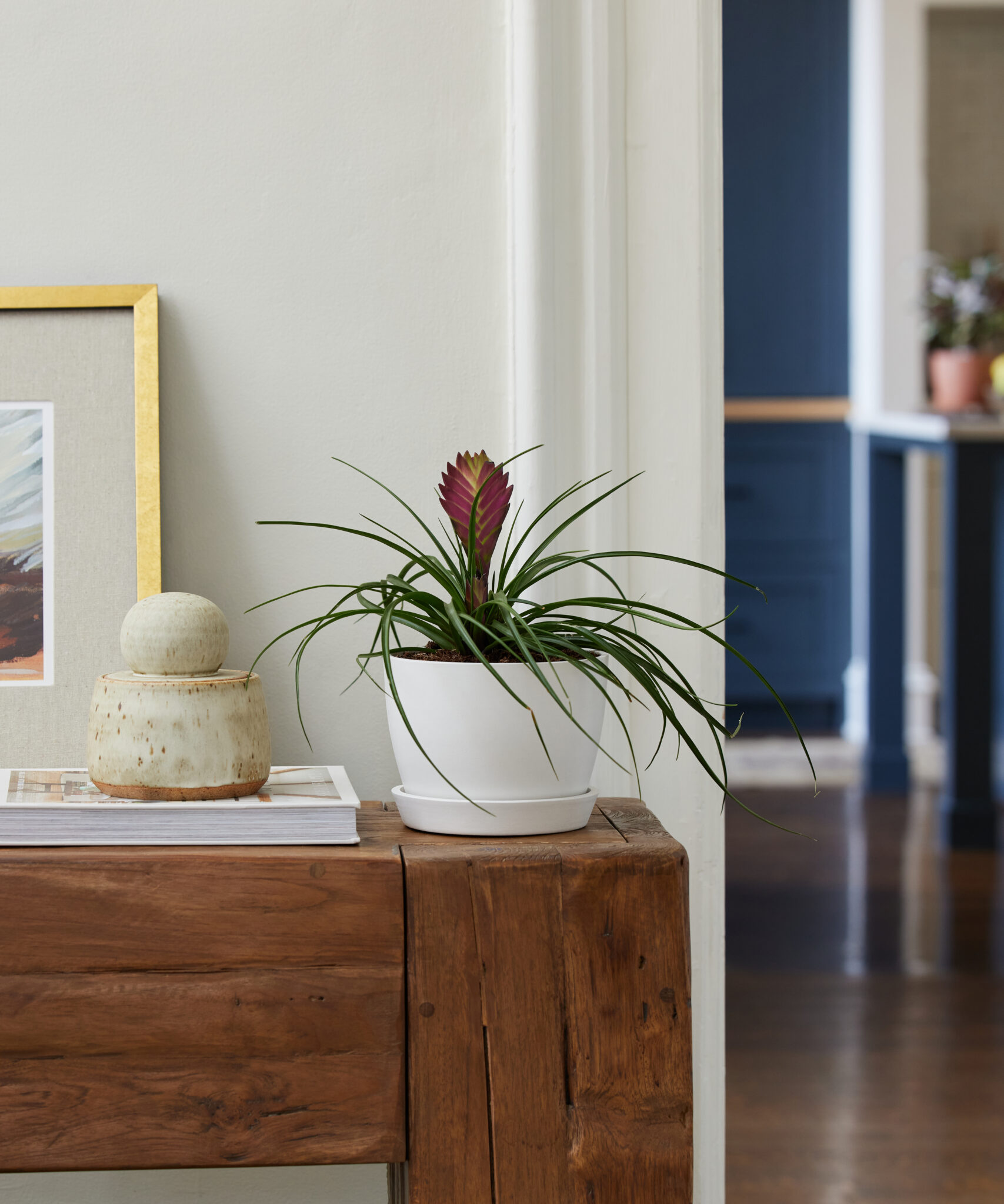 Air Plant 101: How to Care for Air Plants | Bloomscape