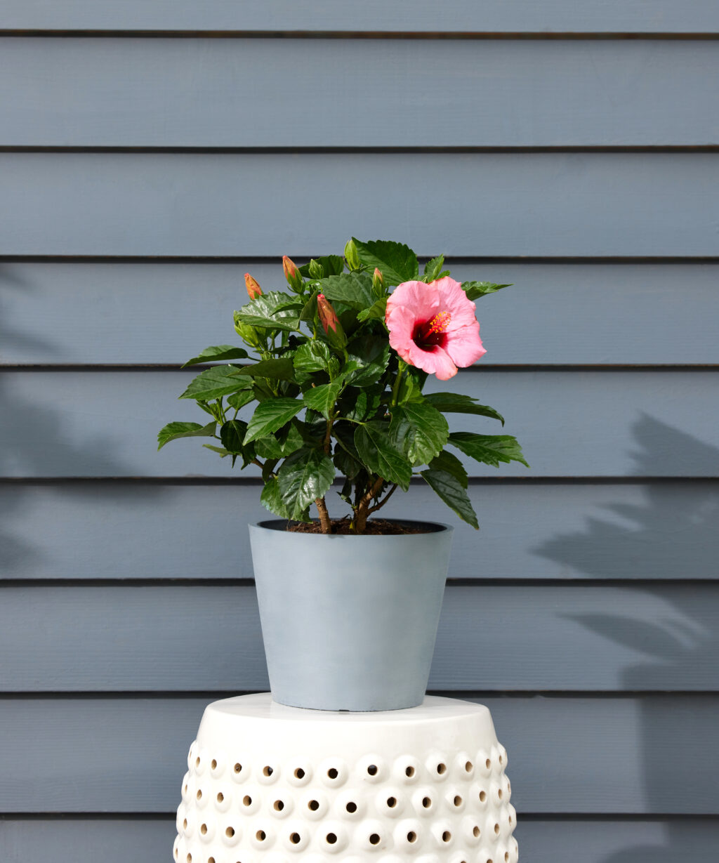 Bloomscape | Home Ready Plants Delivered to Your Door