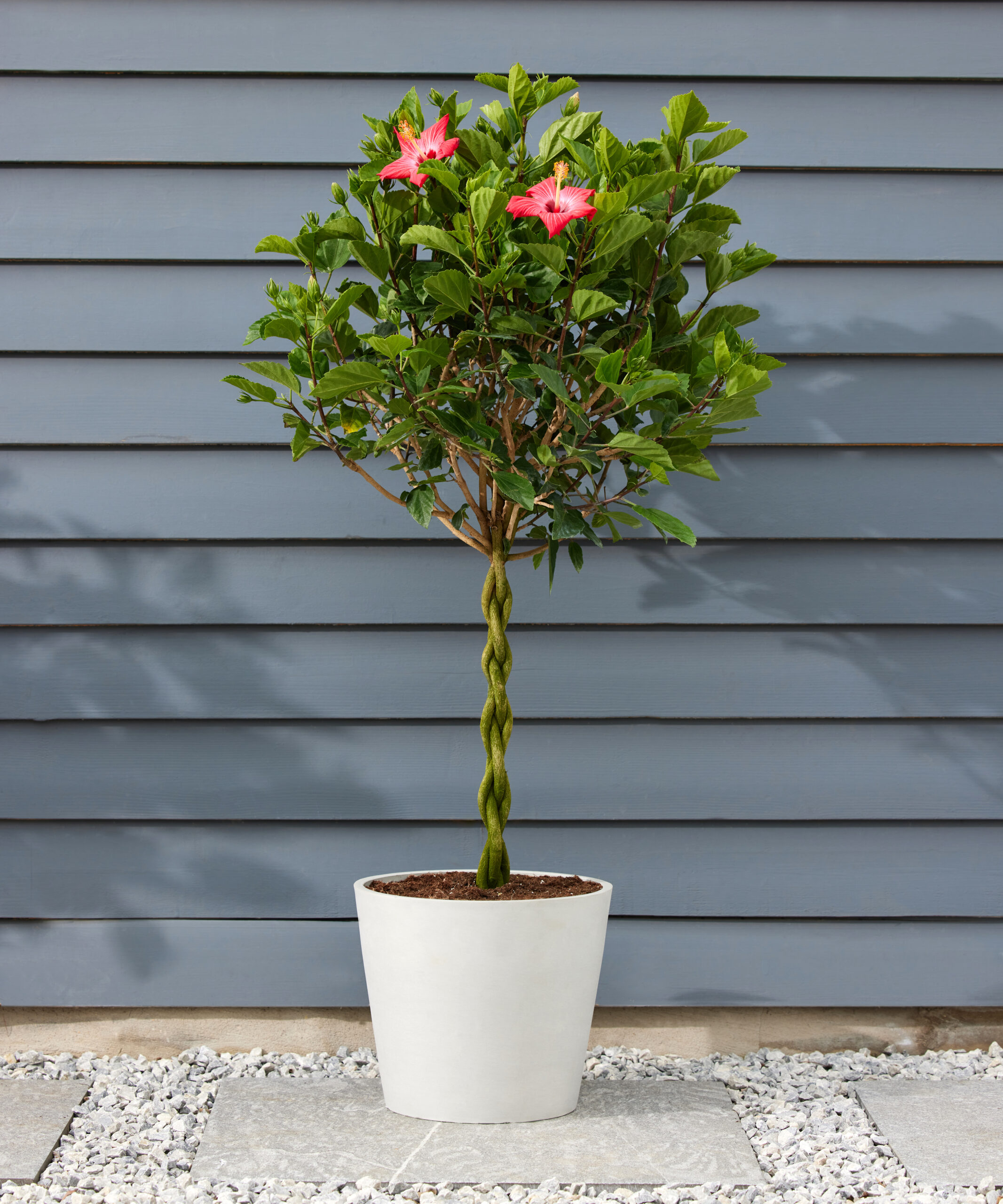 Hibiscus Tree Care Hibiscus | Hedges | Moon Valley Nurseries