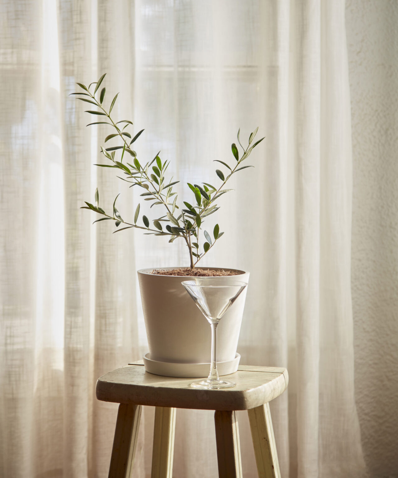 Shop Potted Indoor Houseplants | Bloomscape