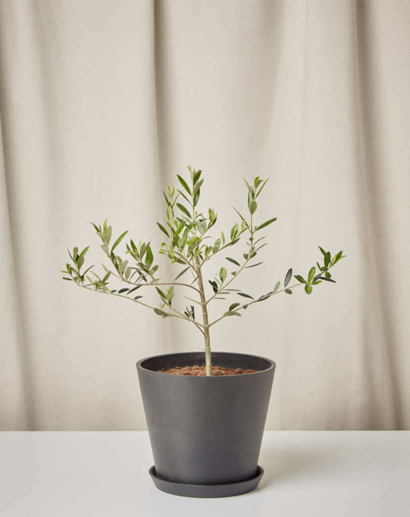 Buy Potted Olive Tree Indoor Plant | Bloomscape