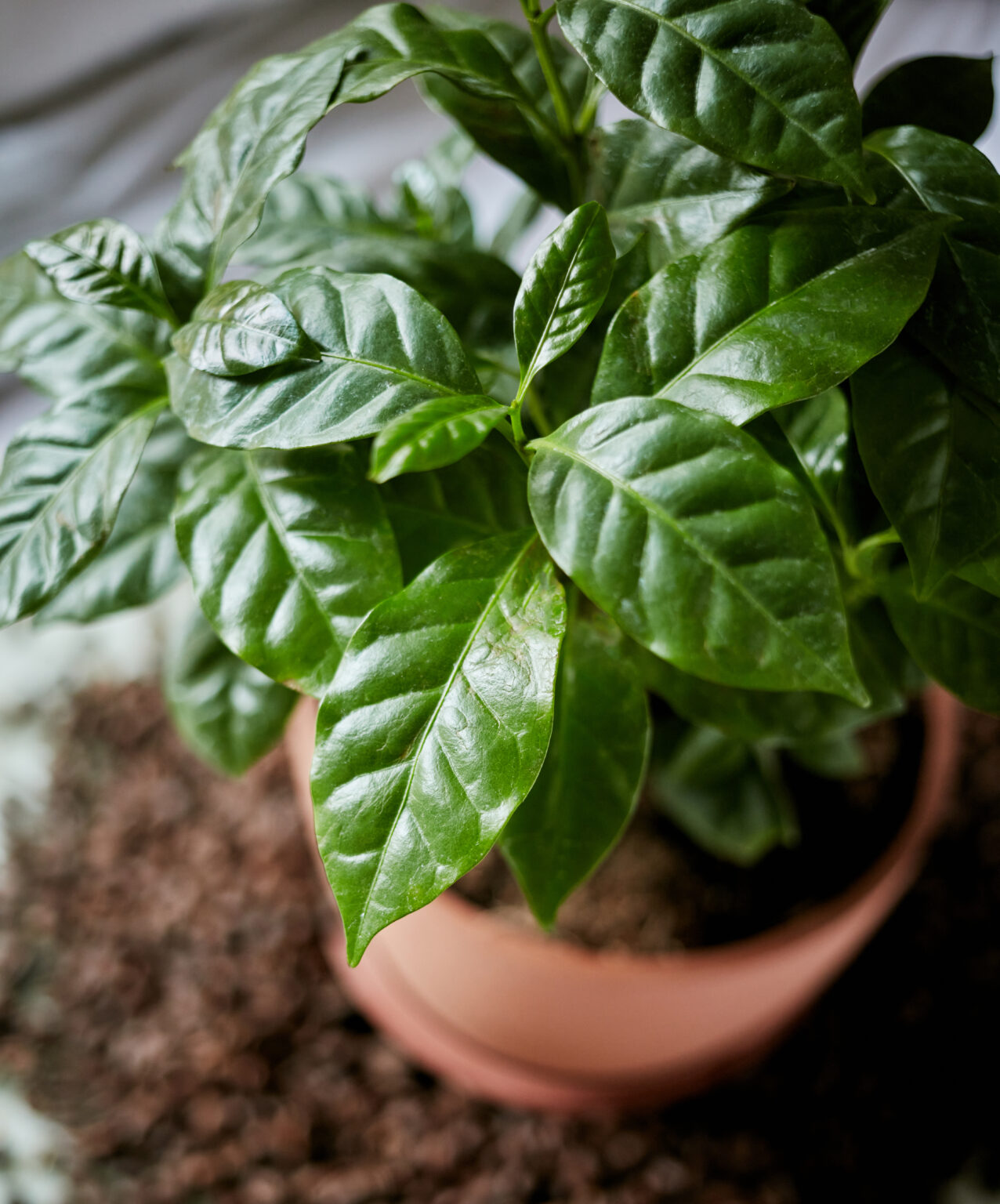 Buy Potted Coffee Plant Indoor Plant | Bloomscape