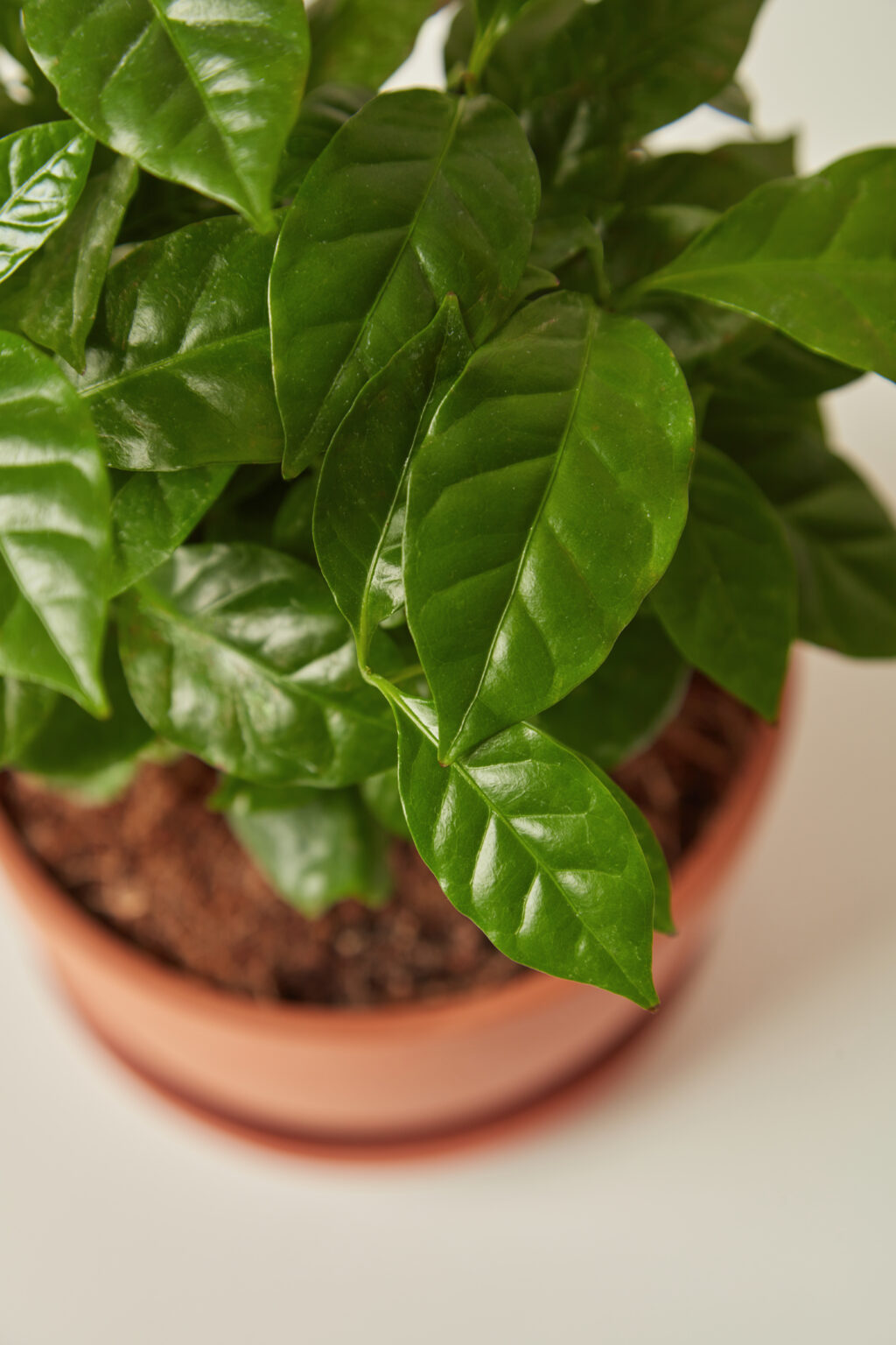 Buy Potted Coffee Plant Indoor Plant | Bloomscape