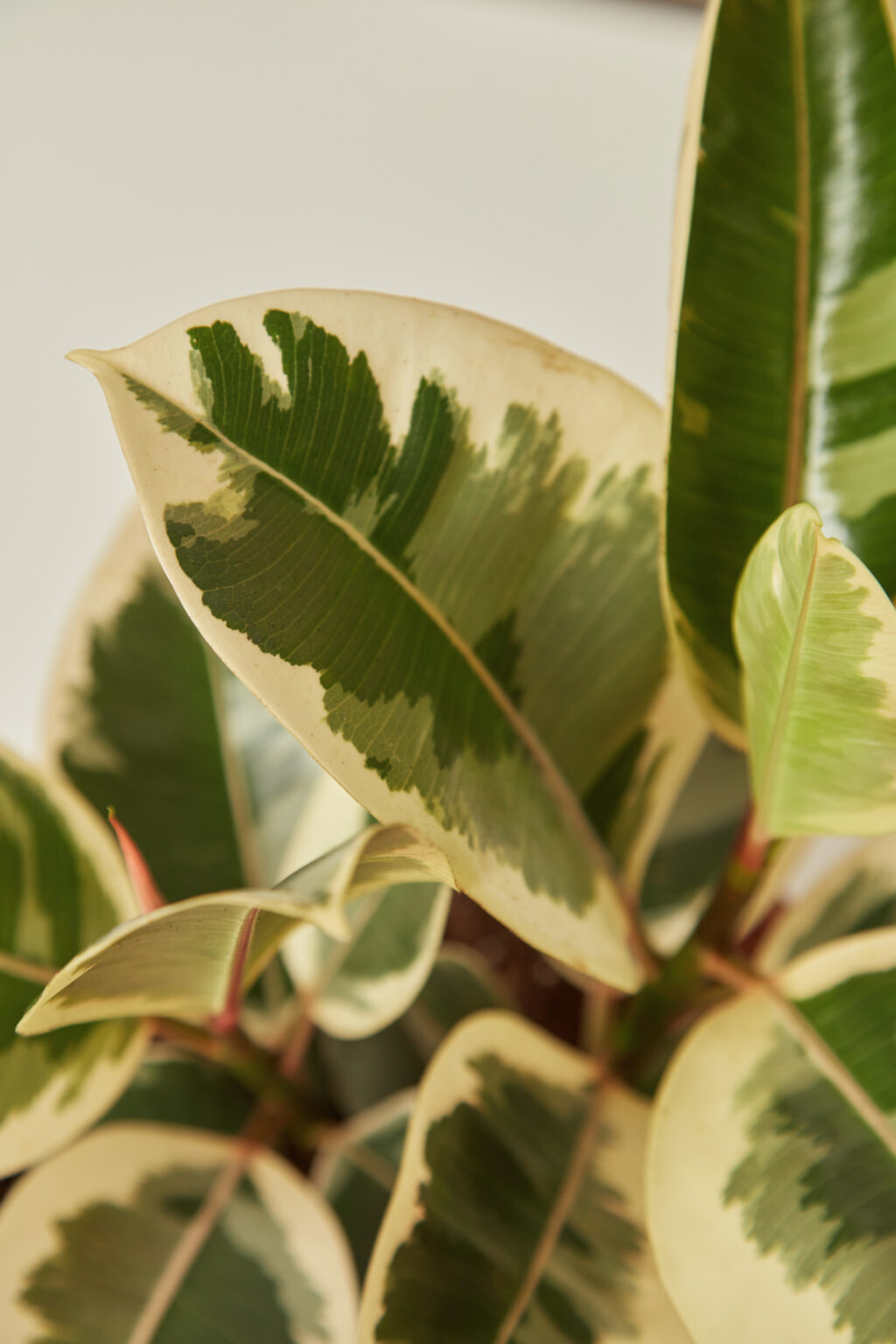 Buy Potted Ficus Tineke Indoor Plant | Bloomscape