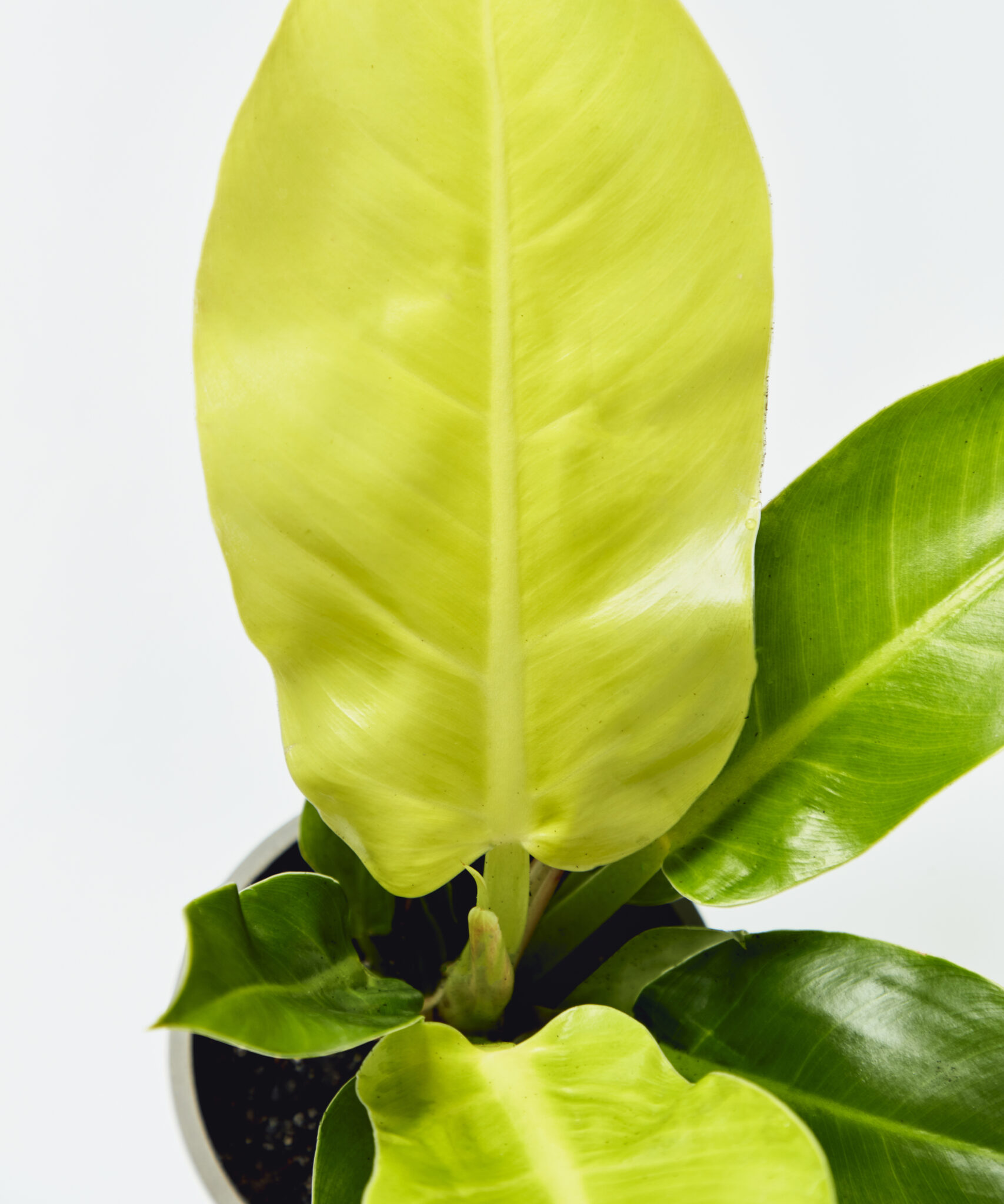 Buy Potted Fiery Philo Collection — Indoor Plant Trio | Bloomscape