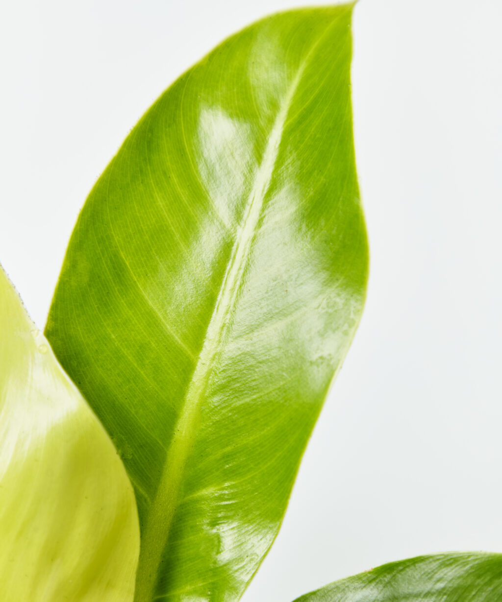 Buy Potted Philodendron Moonlight Indoor Plant | Bloomscape