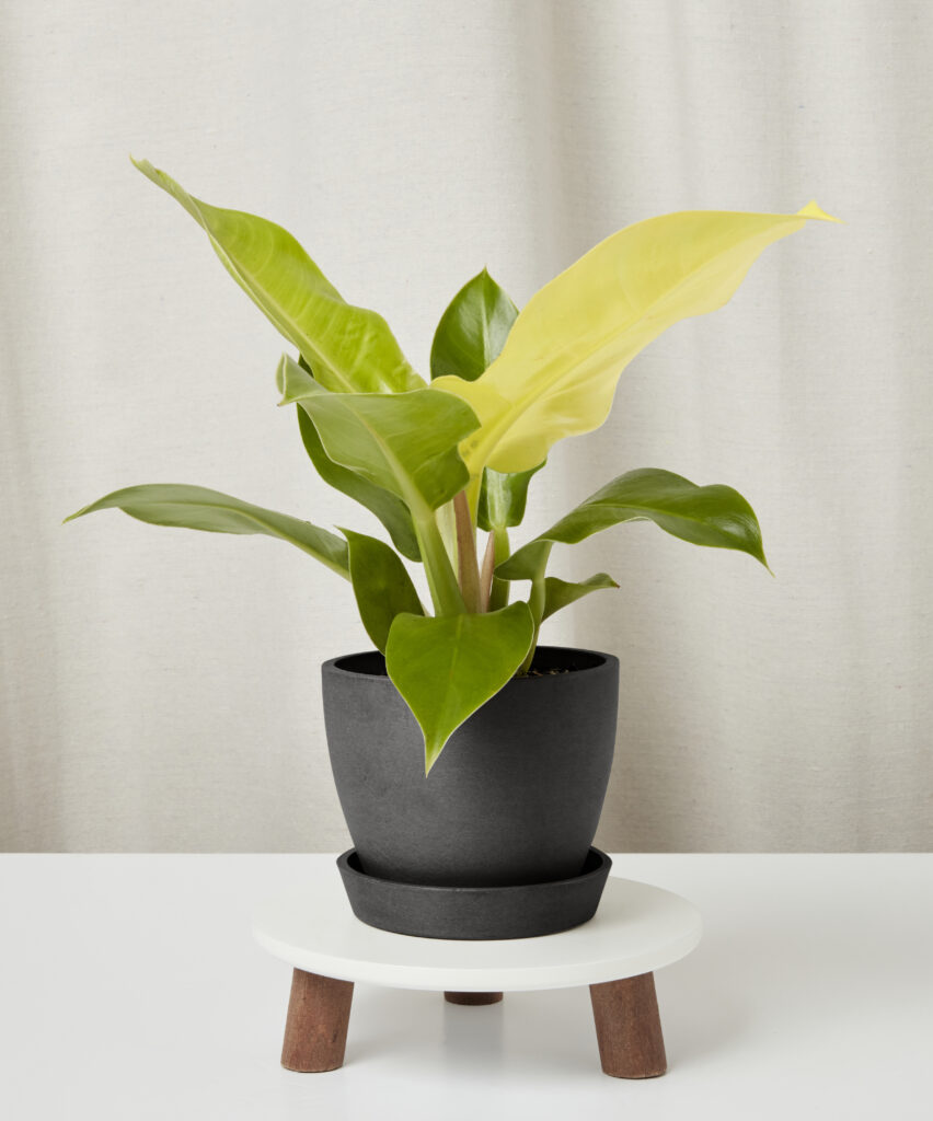 Buy Potted Philodendron Moonlight Indoor Plant | Bloomscape