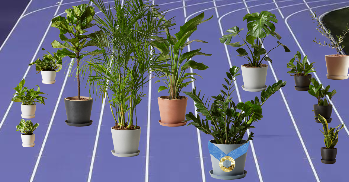 Bloomscape | Home Ready Plants Delivered to Your Door
