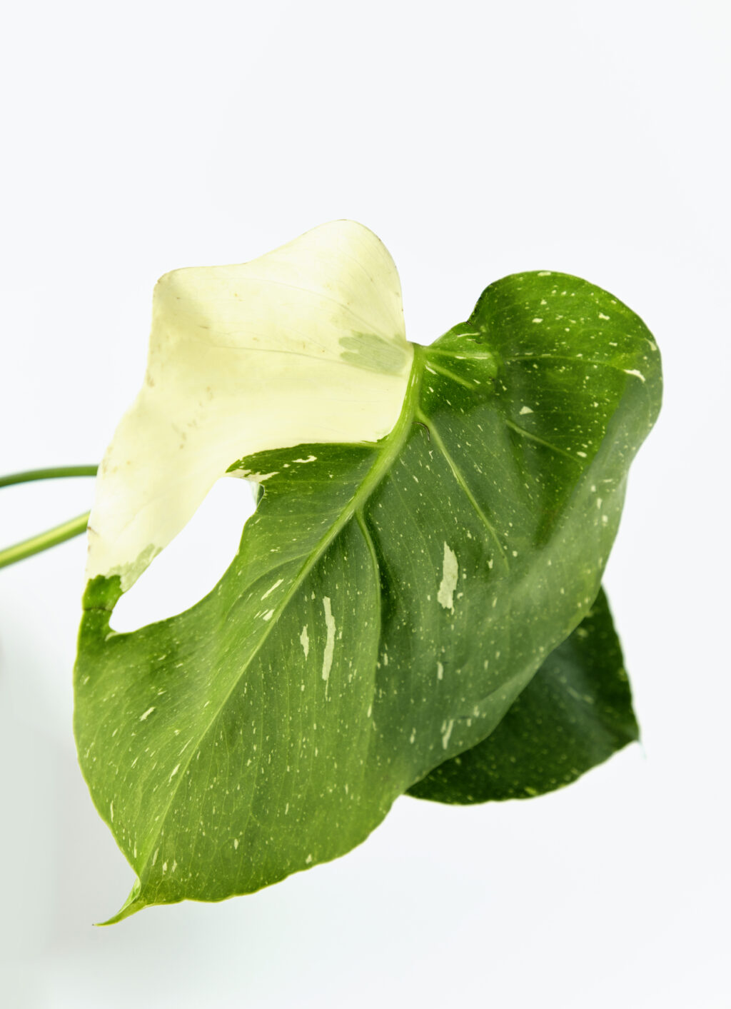 Buy Potted Monstera Thai Constellation Indoor Plant | Bloomscape