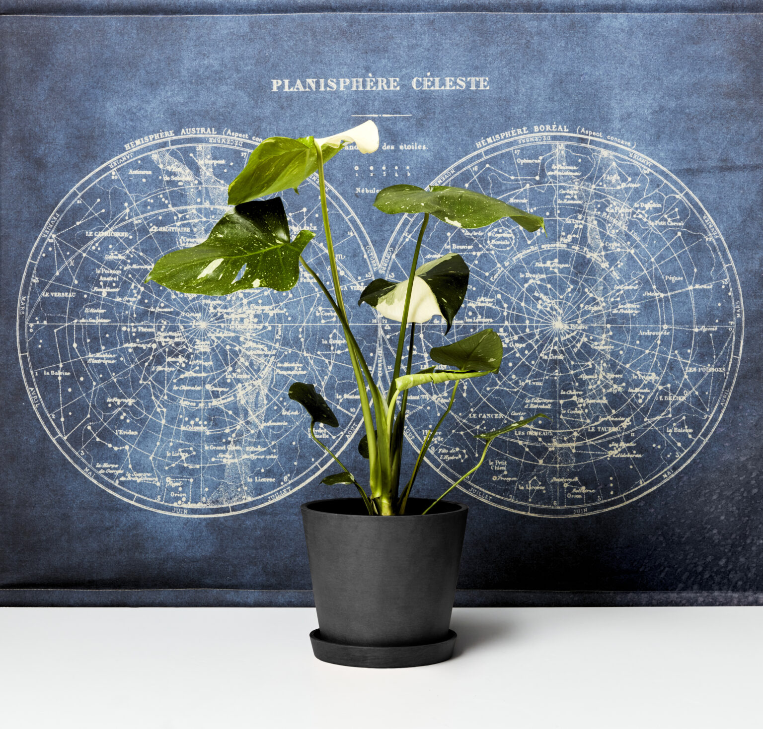 Buy Potted Monstera Thai Constellation Indoor Plant | Bloomscape