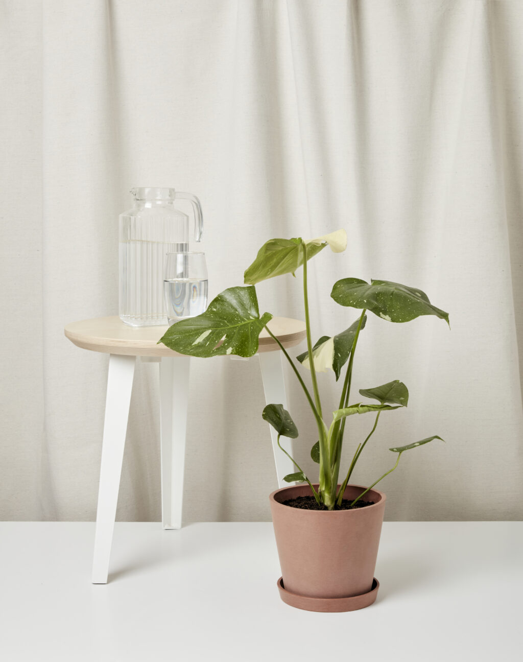 Potted Plants and Plant Gifts Delivered to Their Door | Bloomscape