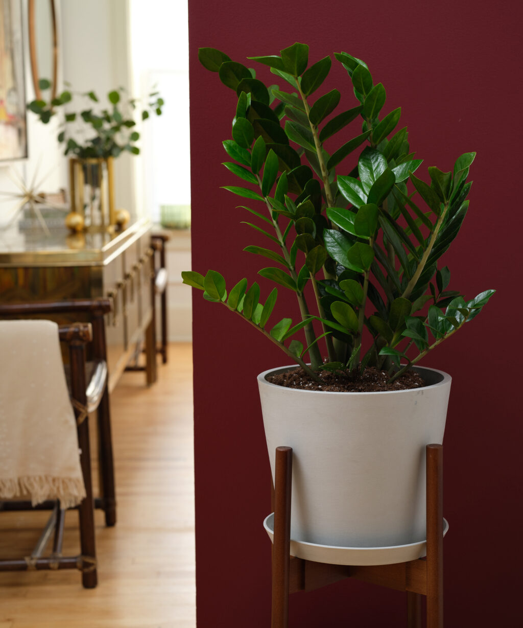 Buy Potted ZZ Plant Indoor Plant | Bloomscape
