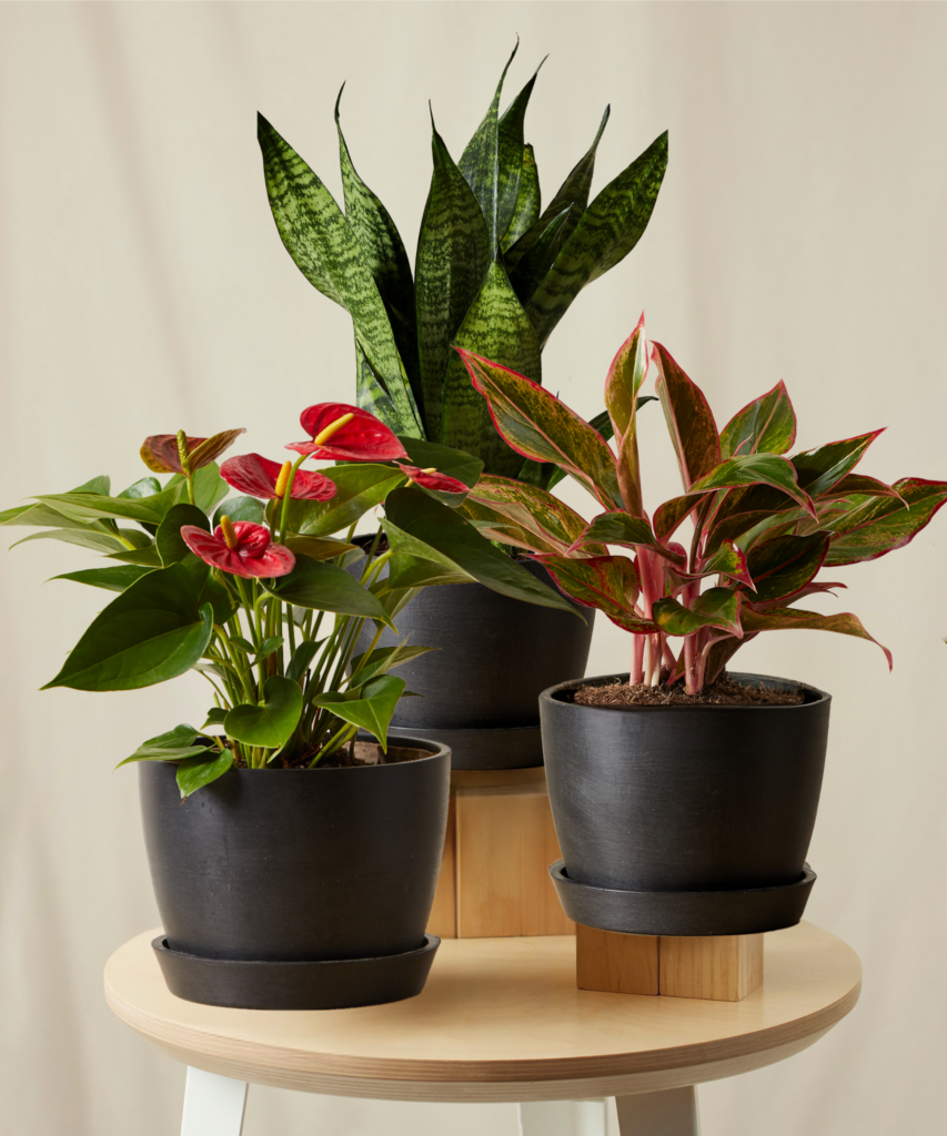 Buy Natural Health Collection of Potted Plants | Bloomscape