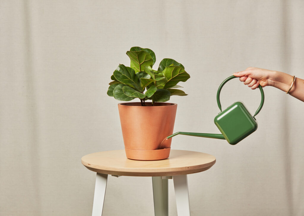 Self-Watering Pots - Bloomscape