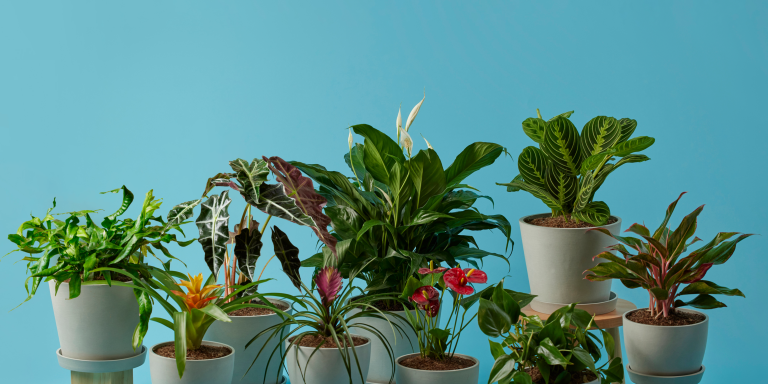 Bloomscape | Home Ready Plants Delivered to Your Door