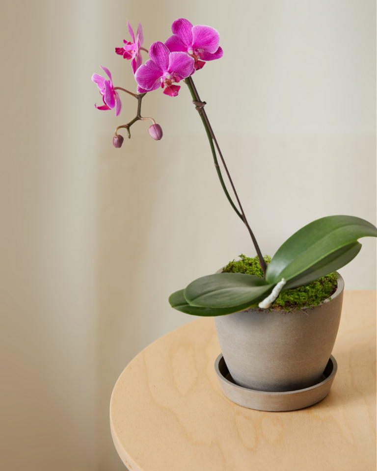 Plants Shipped to You | Bloomscape