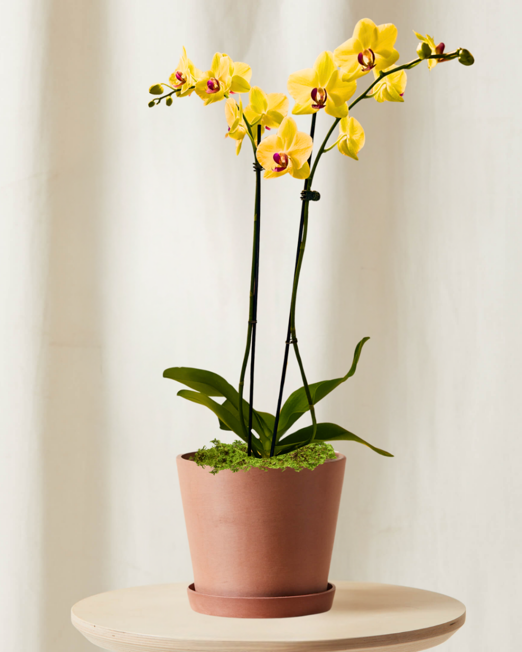 Buy Potted Yellow Tabletop Orchid Indoor Plant | Bloomscape