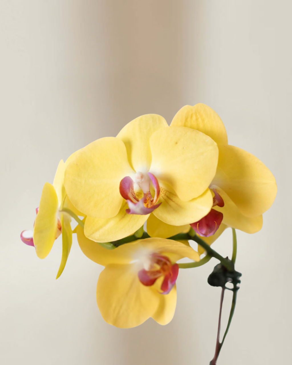 Buy Potted Yellow Tabletop Orchid Indoor Plant | Bloomscape
