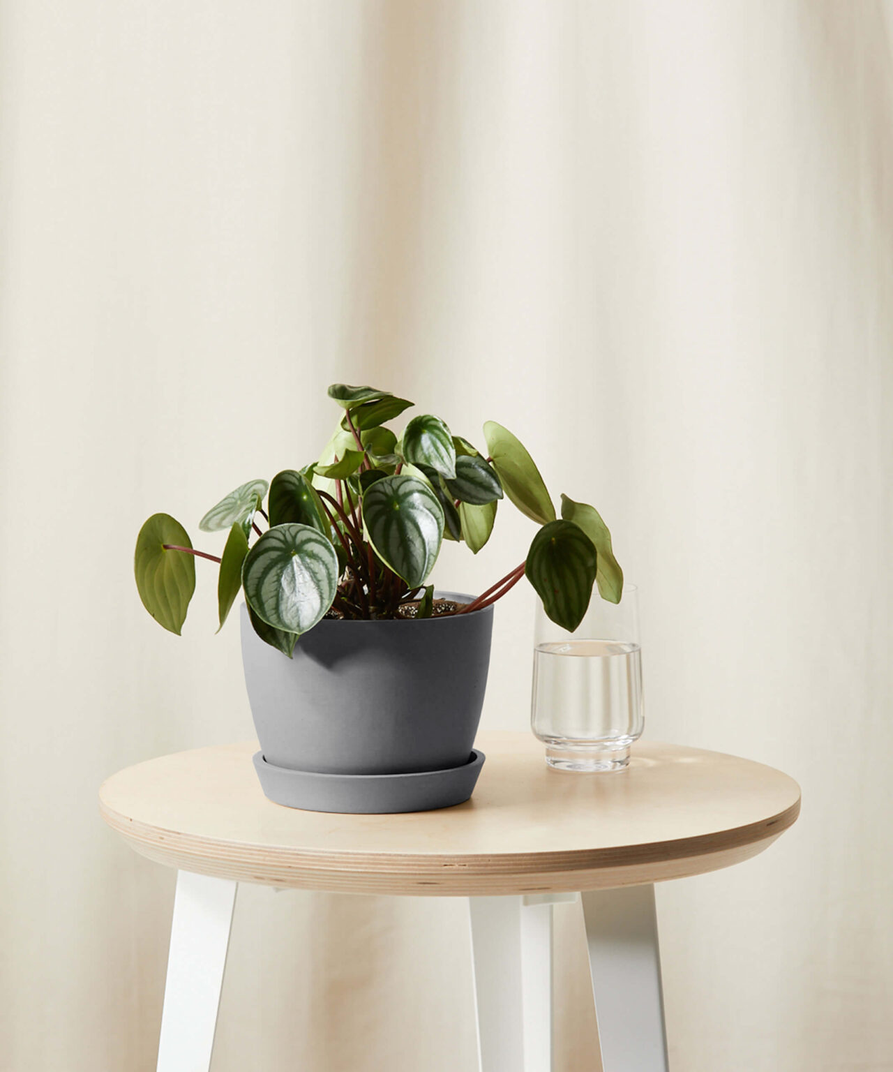 Pilea 101: How to Care for Pileas | Bloomscape
