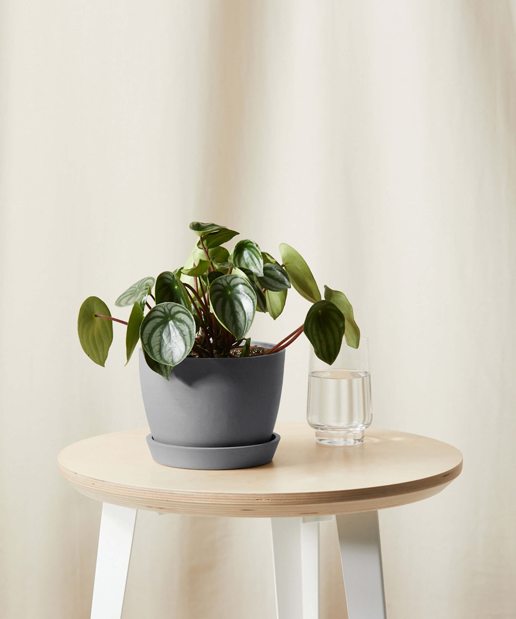 Buy Potted Peperomia Watermelon Indoor Plant | Bloomscape