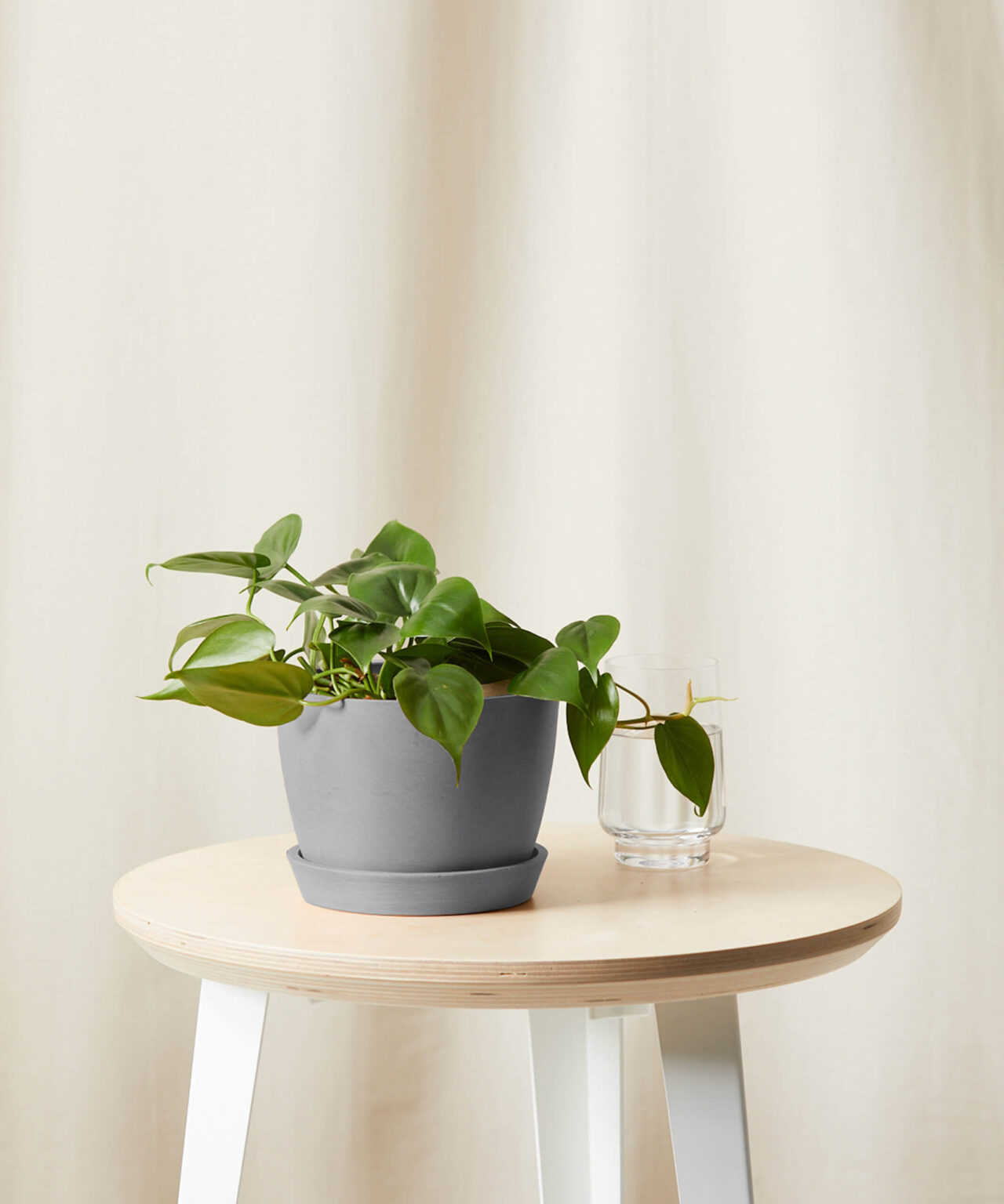 Pothos 101: How to Care for Pothos | Bloomscape