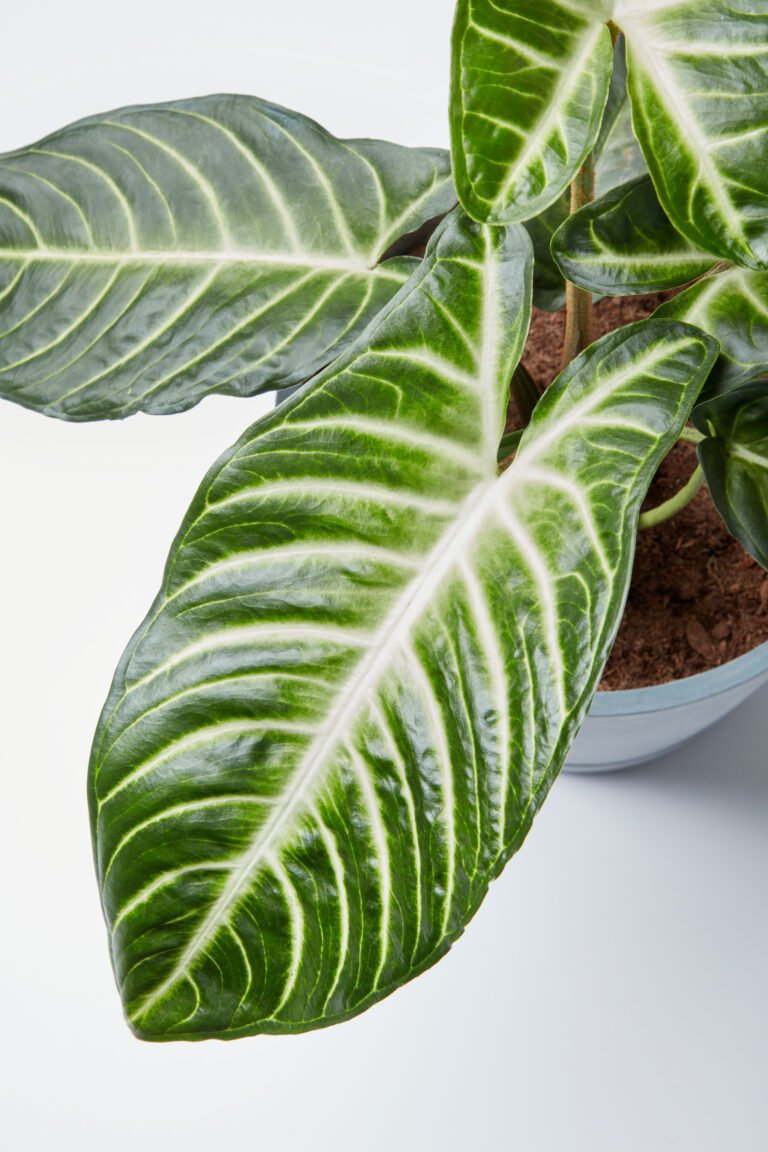 Buy Potted Xanthosoma White Vein Arrowleaf Plant | Bloomscape