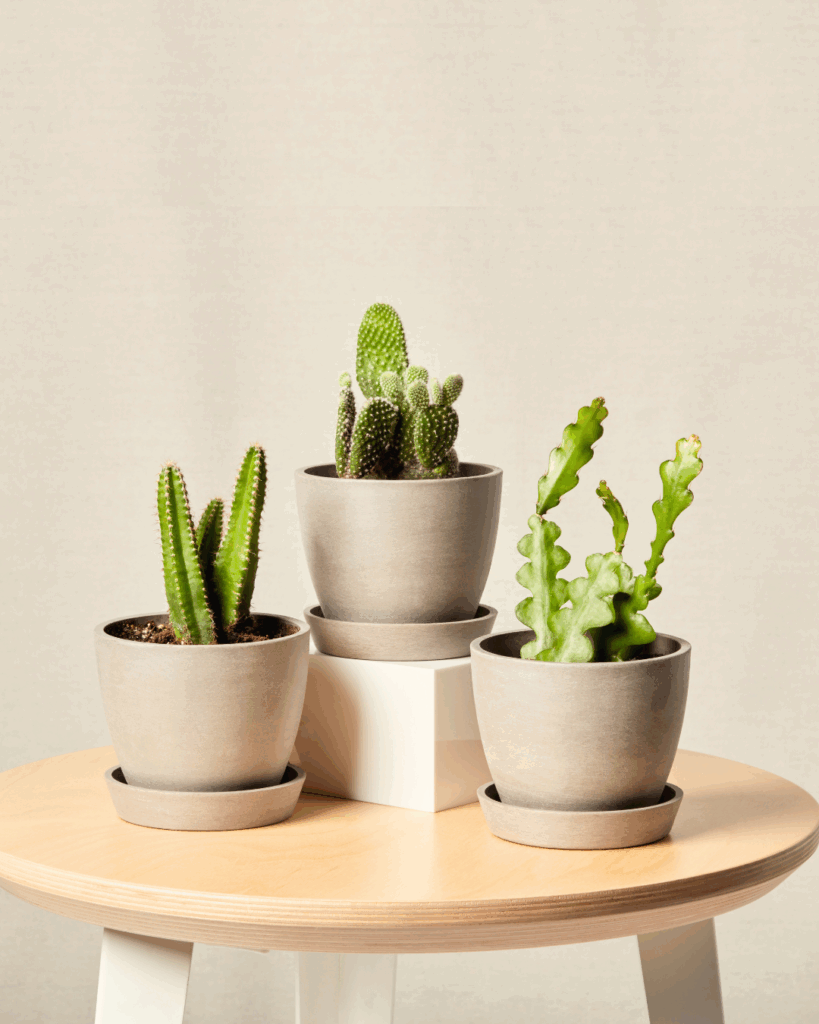 Buy Potted Enchanted Desert Trio — Indoor Plants| Bloomscape