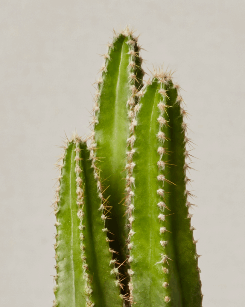 Buy Potted Enchanted Desert Trio — Indoor Plants| Bloomscape